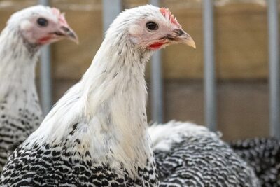 Campine Chicken - Breed Profile - Backyard Poultry